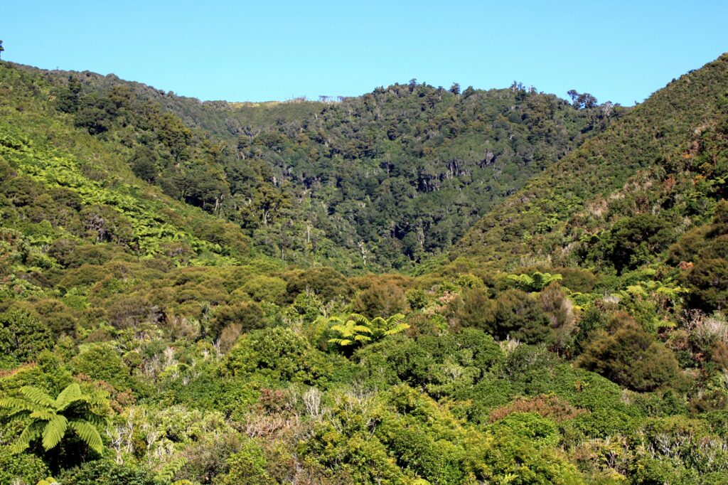 Nikau Creek Valley (2009) | WAINUIOMATA .NET