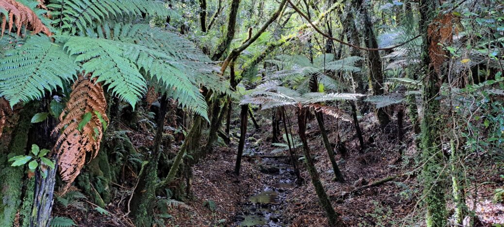 Puketahā Wildlife Sanctuary | WAINUIOMATA .NET