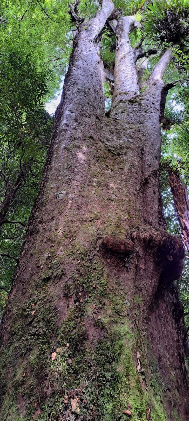 Puketahā Wildlife Sanctuary | WAINUIOMATA .NET