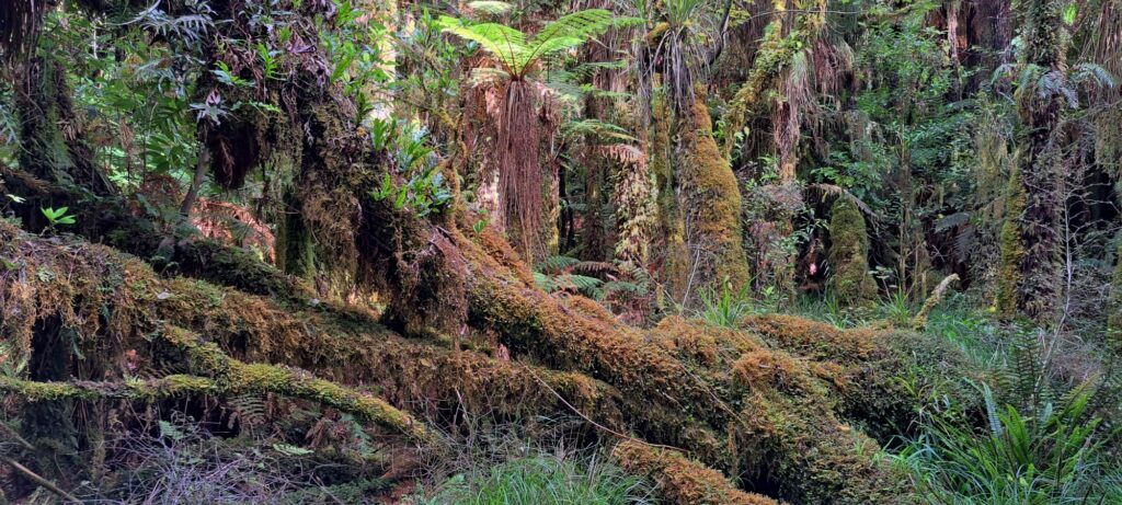 Virgin Forest to be designated a sanctuary in Wainuiomata | WAINUIOMATA ...