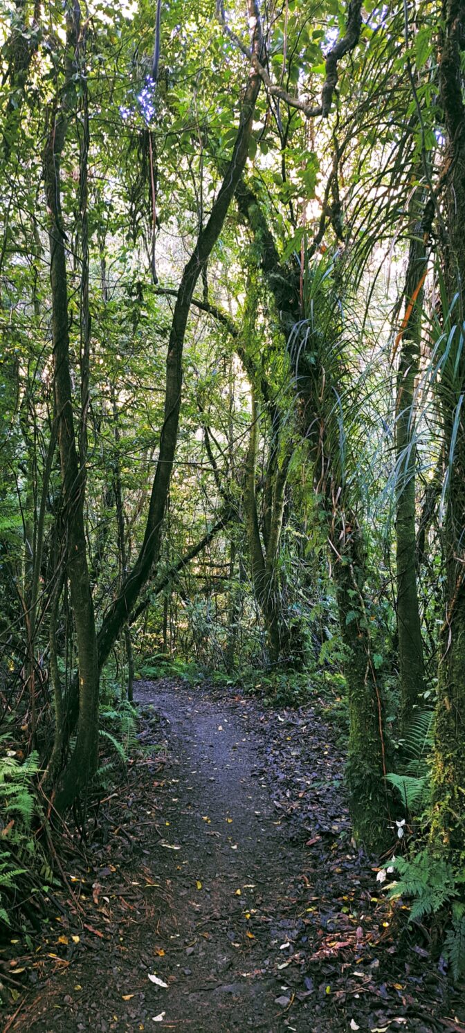 Sledge Track | WAINUIOMATA .NET