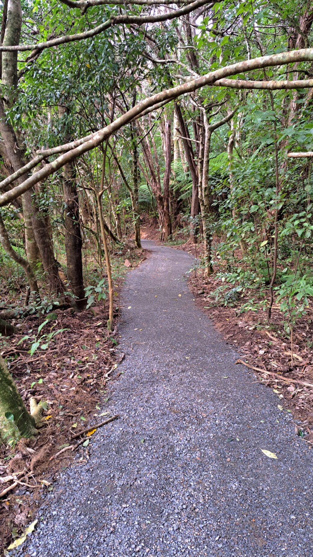 New Extension for Gums Loop | WAINUIOMATA .NET