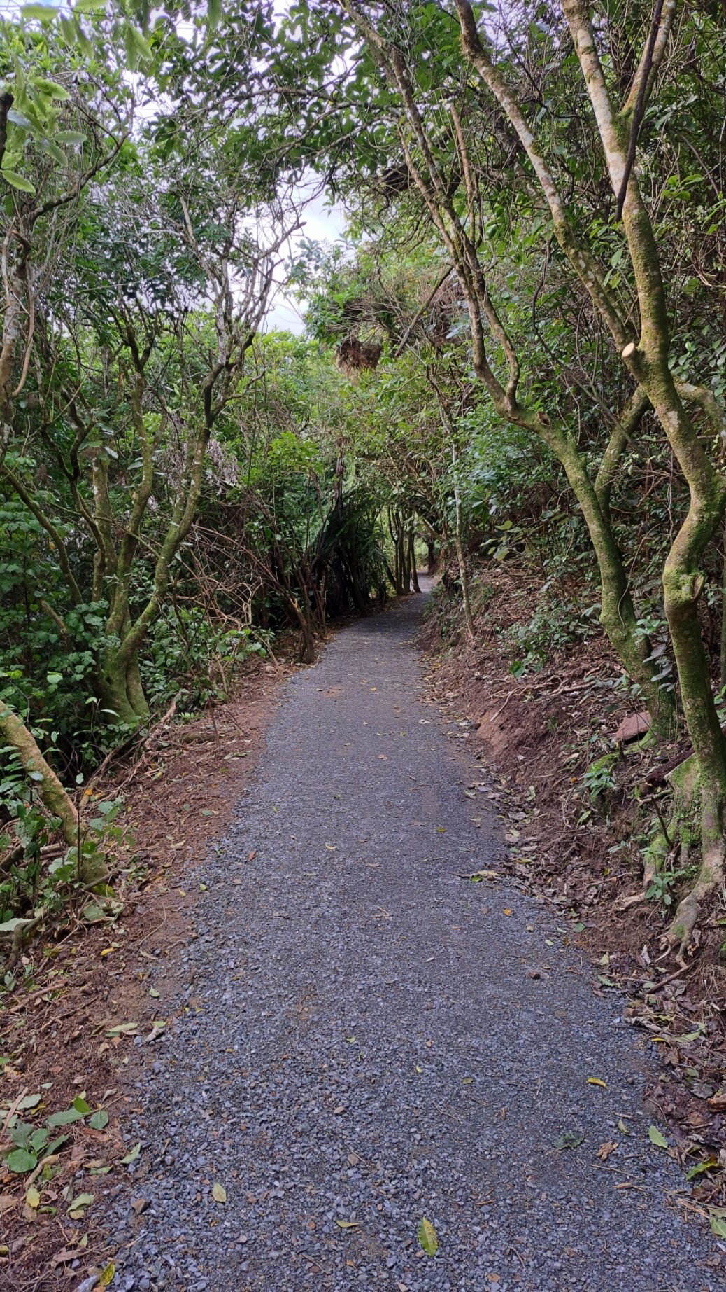 New Extension for Gums Loop | WAINUIOMATA .NET