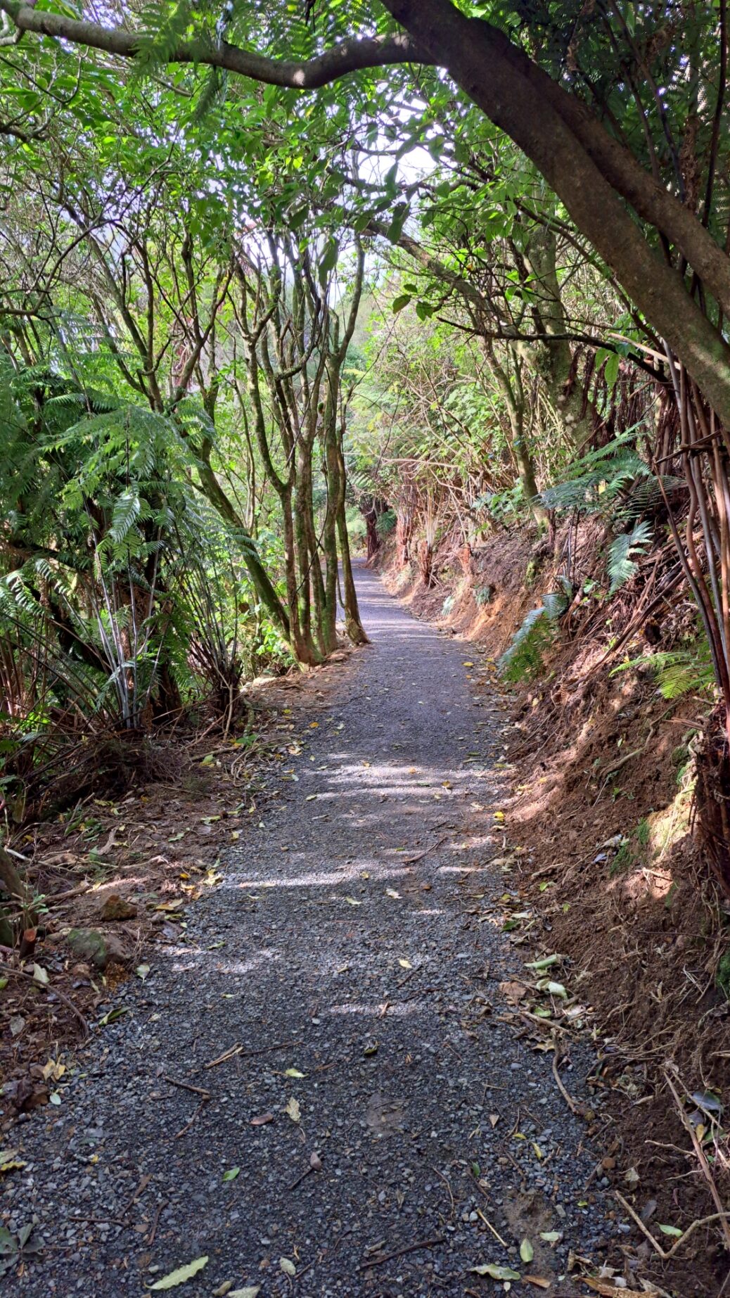 New Extension for Gums Loop | WAINUIOMATA .NET
